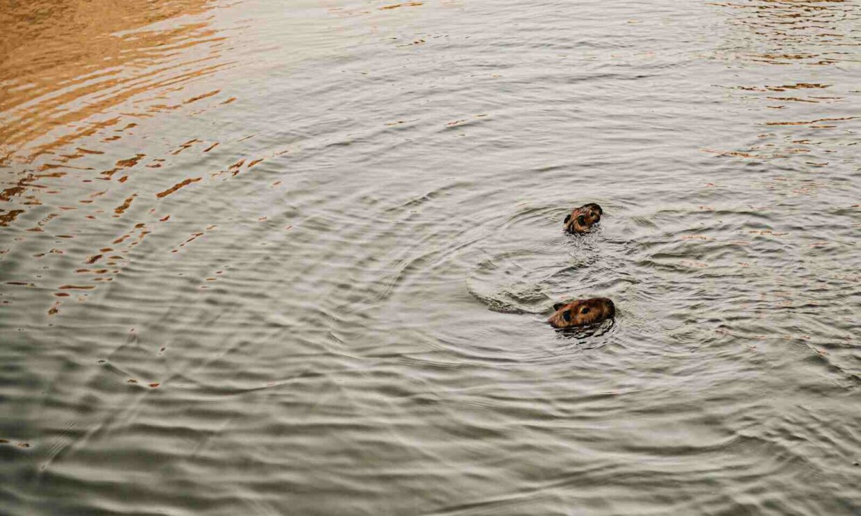 Capibara o ronsoco: habitat